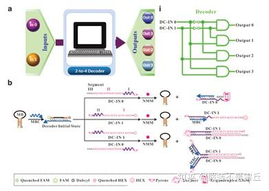 DNA computing 简单科普 - 知乎