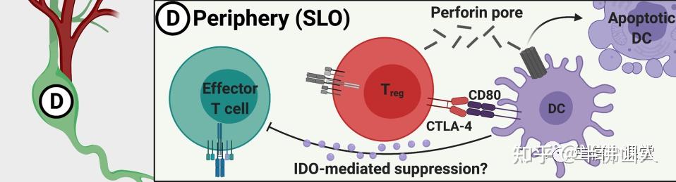 详解Treg细胞的前世今生以及未来的研究方向，小编教你如何在生信文章中以Treg细胞为主进行分析！ - 知乎