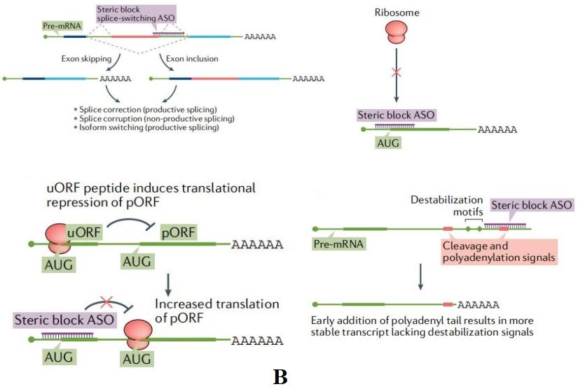 IPHASE/汇智和源 ASO药物体外代谢研究解决方案 - 知乎