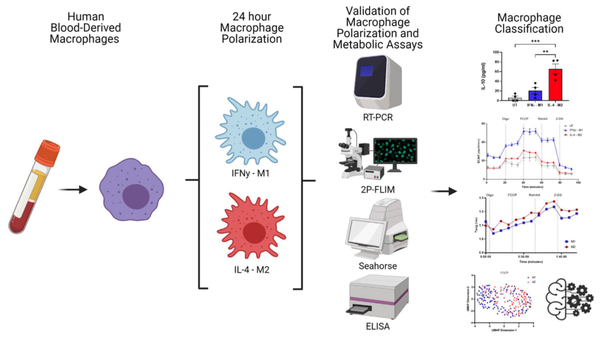 eLife丨通过 2P-FLIM 和机器学习对巨噬细胞极化进行无创分类 - 知乎
