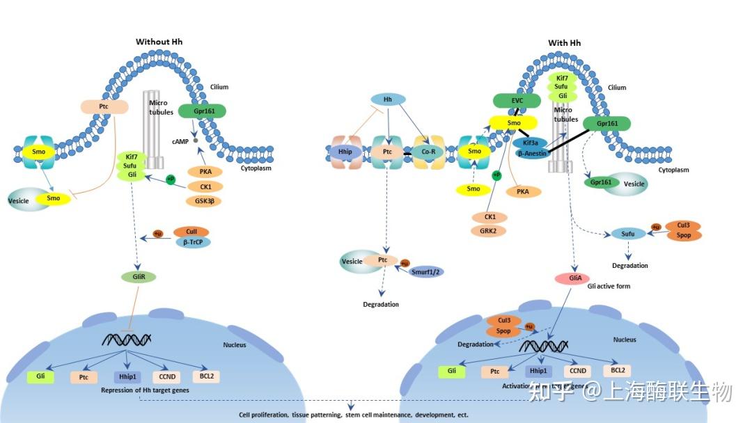 经典八大热门信号通路总结-酶联生物 - 知乎