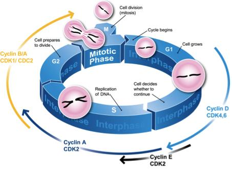 细胞增殖检测那么多，哪种才更适合你？ - 知乎