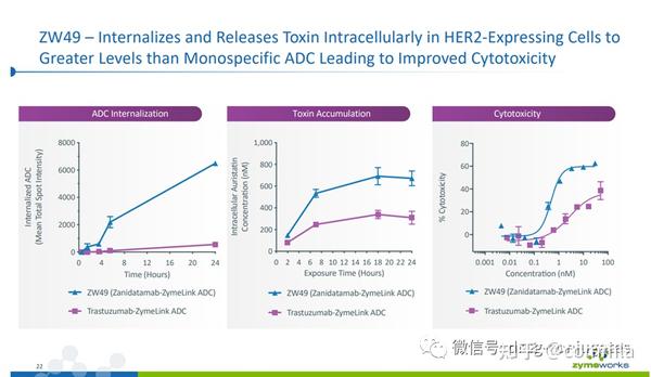 Zymeworks：双抗及双抗ADC技术梳理 - 知乎