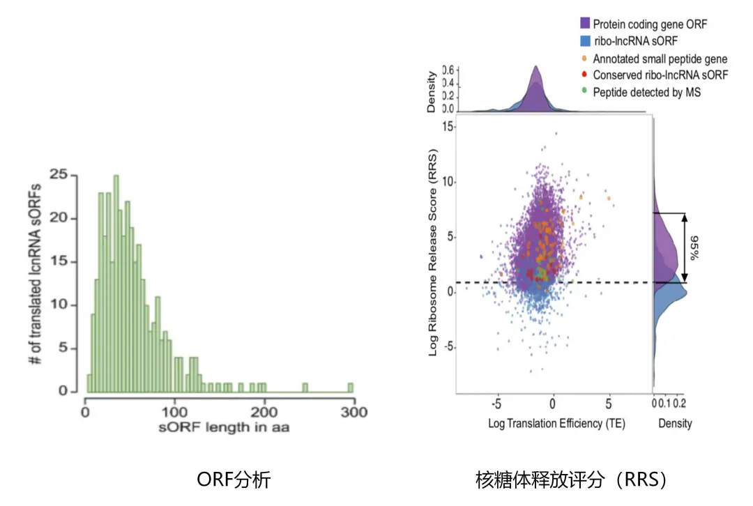 “C”位系列一文GET诺禾致源Ribo-seq全能魅力 - 知乎