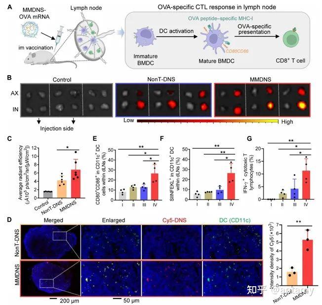 Sci Adv：搭建mRNA疫苗的专属工作间 - 知乎