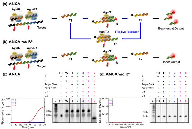 IVD技术：新型一步、等温、无需DNA提取及扩增的基因检测方法 - 知乎