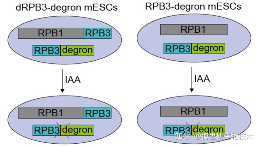 Mol Cell | 季雄团队揭示RNA聚合酶II亚基的非经典调控功能 - 知乎