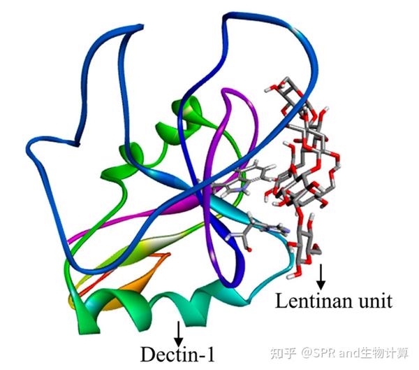 香菇多糖及其天然受体dectin-1相互作用的分子动力学模拟 - 知乎