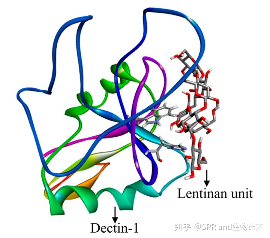 香菇多糖及其天然受体dectin-1相互作用的分子动力学模拟 - 知乎