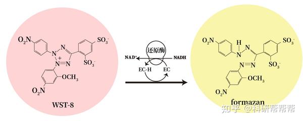MTT、CCK8、EdU…那么多细胞增殖检测方法怎么选？！ - 知乎