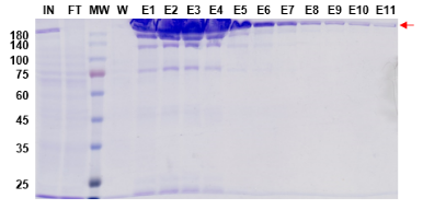 重组抗体高效表达秘籍 - 知乎