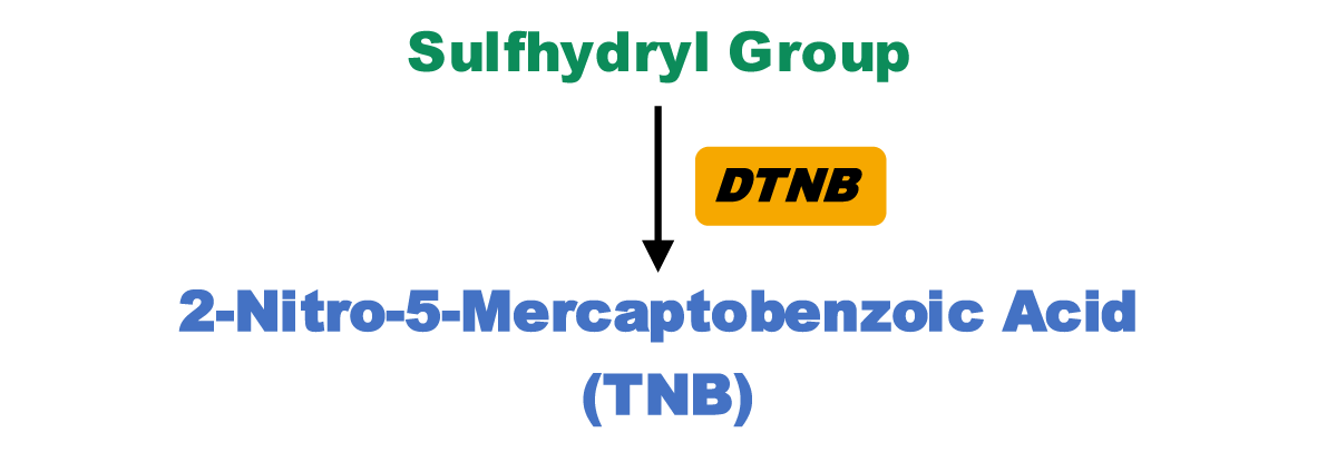 总巯基含量检测试剂盒（DTNB法） - 知乎
