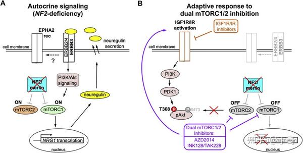 mTOR 激酶抑制破坏神经调节蛋白 1-ERBB3 自分泌信号并使NF2缺陷脑膜瘤细胞模型对 IGF1R 抑制敏感 - 知乎