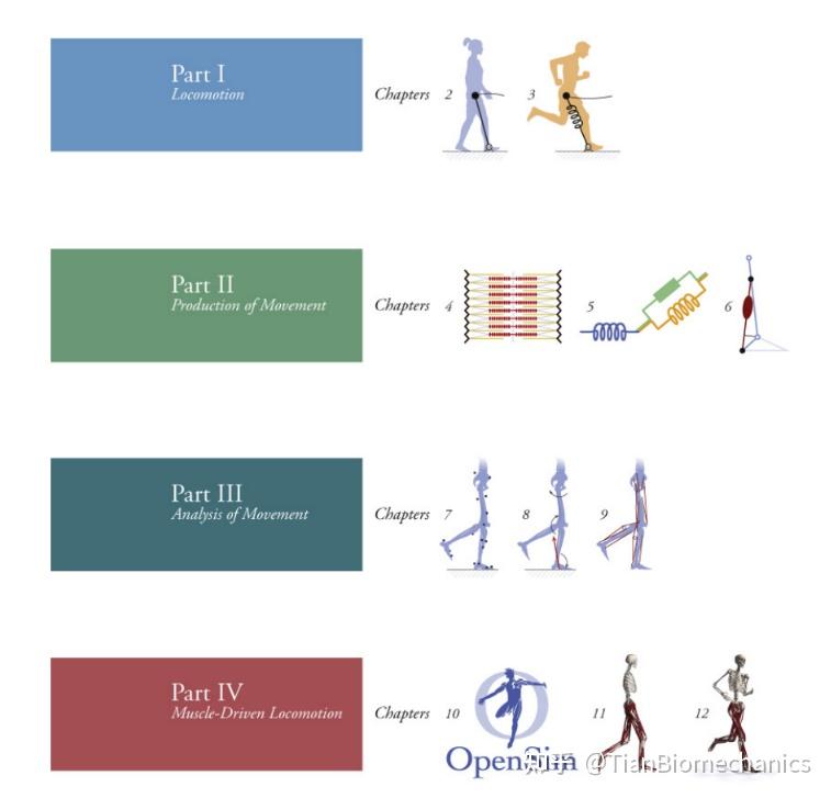 生物力学书籍-《Biomechanics of Movement》-Walking - 知乎