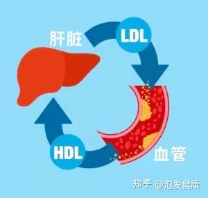 你不知道的“sd-LDL-C”和"LPO"——更明确地预测严重心血管疾病、甚至死亡！ - 知乎
