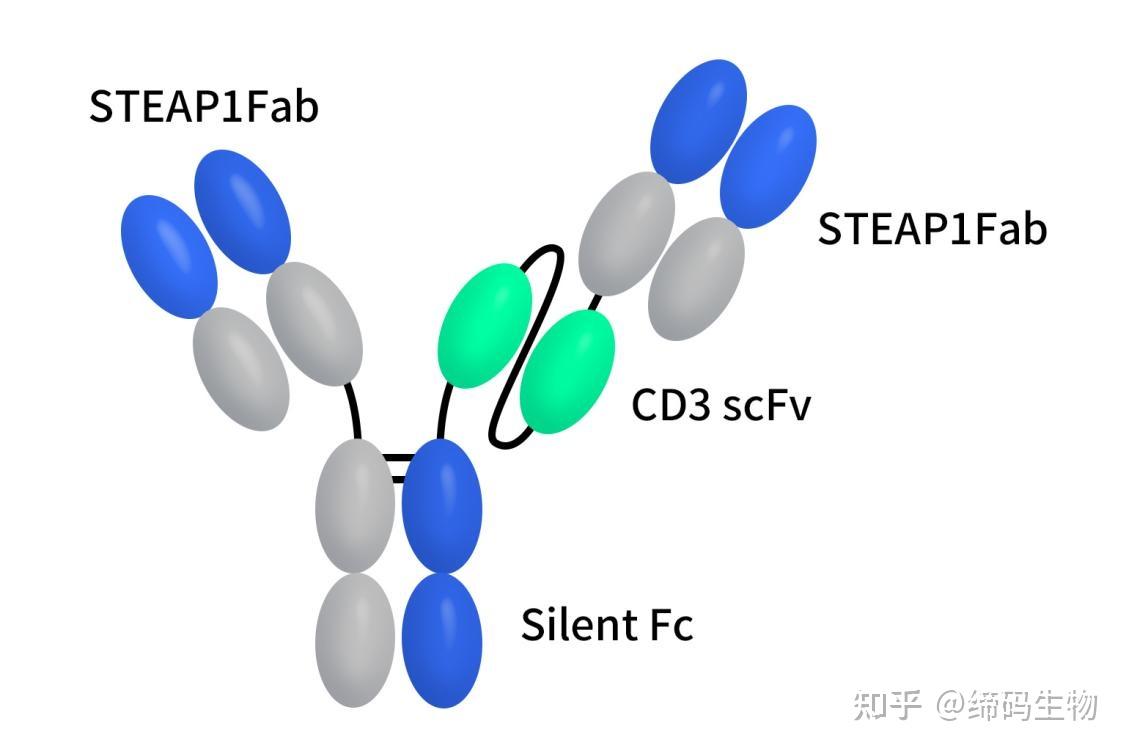 STEAP1-前列腺癌治疗靶点 - 知乎