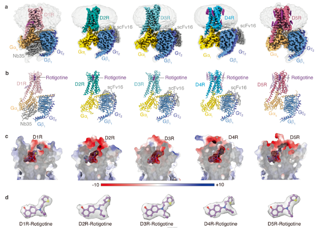 Cell Research | 徐华强团队合作揭示多巴胺受体系统介导药物分子多重药理学活性的结构基础 - 知乎