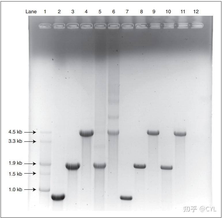 【文献翻译】通过体外转录用共转录CleanCap类似物合成Cap1信使RNA - 知乎