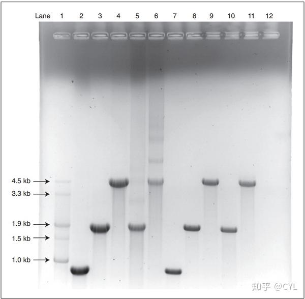 【文献翻译】通过体外转录用共转录CleanCap类似物合成Cap1信使RNA - 知乎