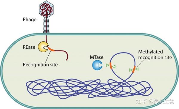 限制酶种类知多少 - 知乎