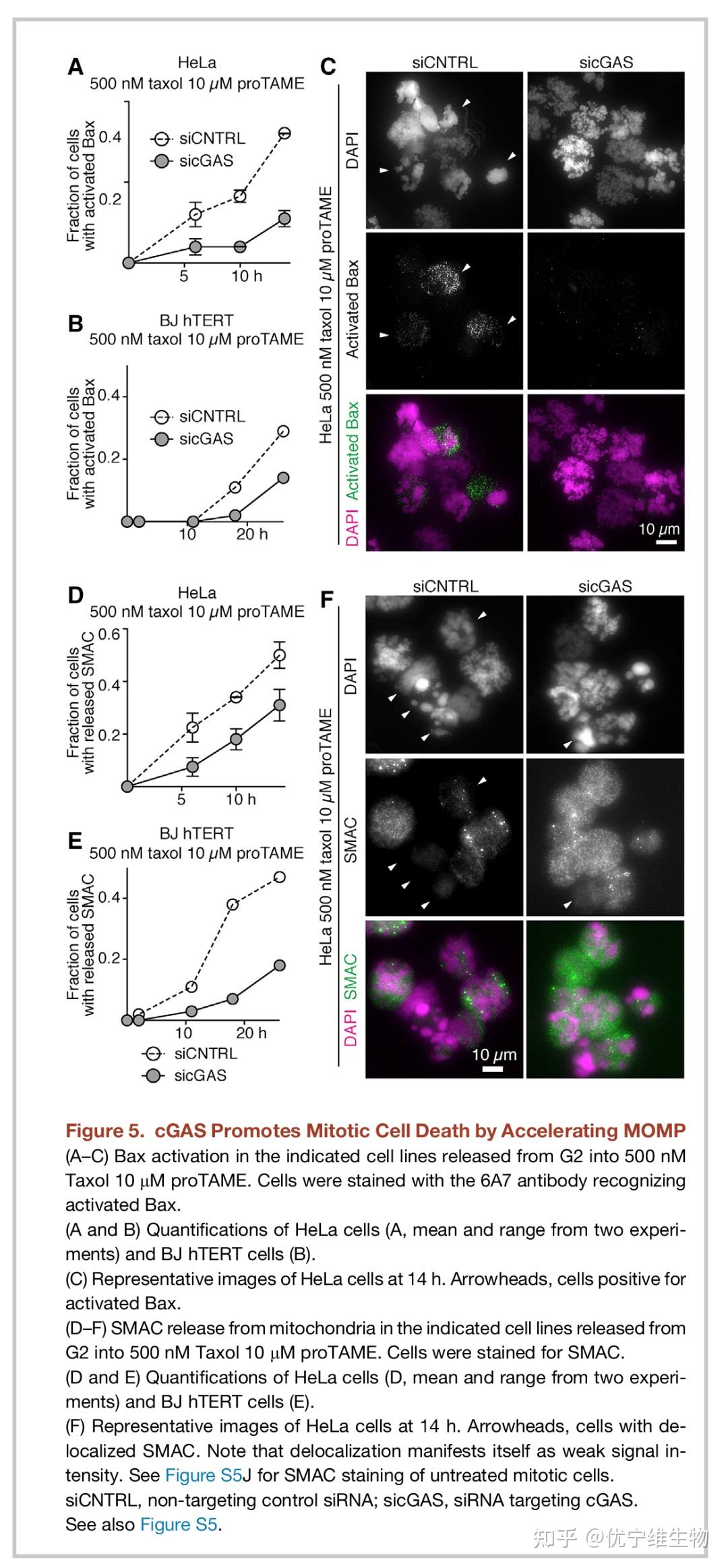 看19年Cell是怎么把cGAS促进细胞死亡讲明白的 - 知乎