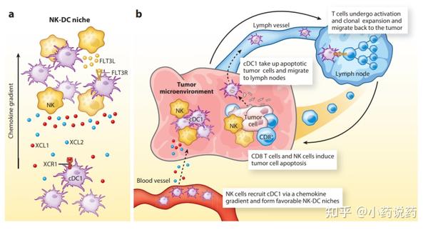 设计基于T细胞和NK细胞协同作用的癌症免疫疗法 - 知乎