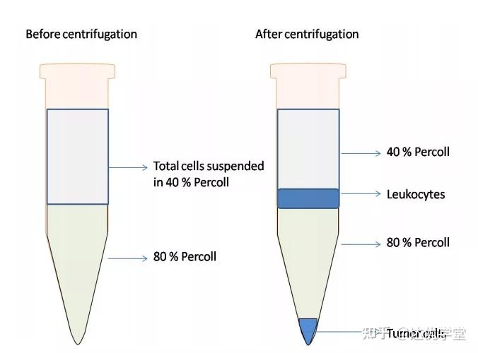 【流式百科投稿】肿瘤浸润免疫细胞提取 - 知乎