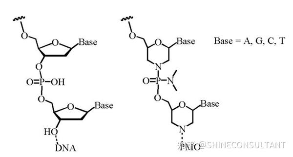 款款过亿、开启“第3代ASO”研发热潮的PMO，究竟有何魔力？附PMO全球重点药物临床管线 - 知乎