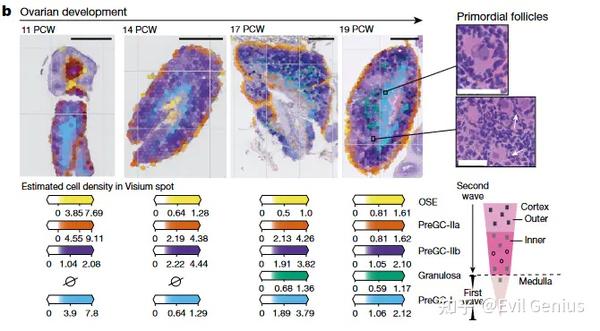 单细胞空间联合分析方法之文献运用篇 - 知乎
