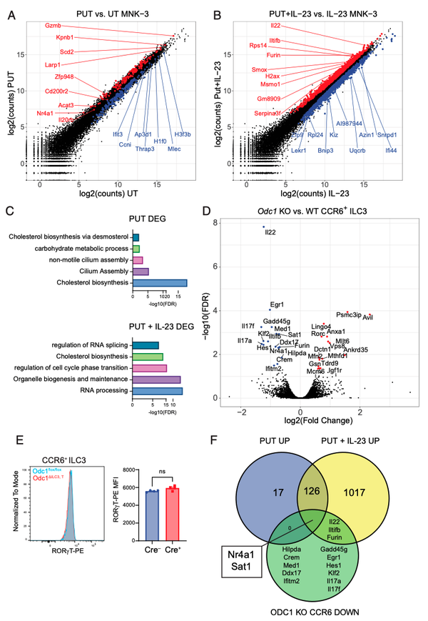 PNAS丨鸟氨酸脱羧酶通过正调节 IL-22 转录支持感染性和自身免疫性结肠炎中的 ILC3 反应 - 知乎