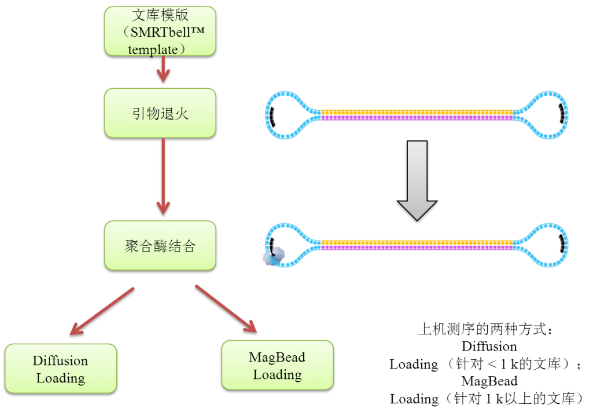 第三代测序的介绍 - 知乎