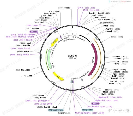 第二代慢病毒感染三质粒系统 - 知乎
