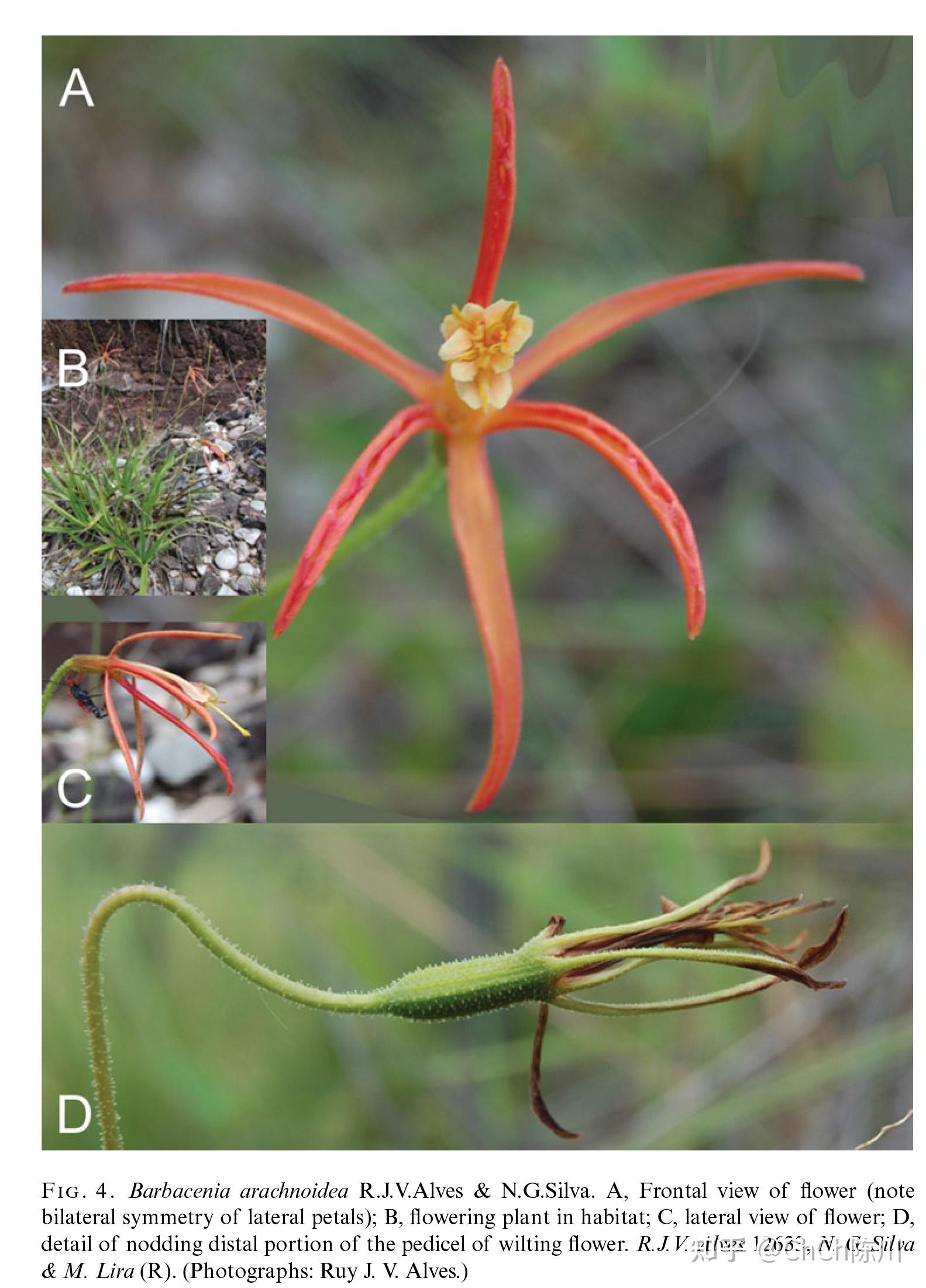 多肉植物全图鉴12：翡若翠科（Velloziaceae），杯若翠属（Barbacenia） - 知乎