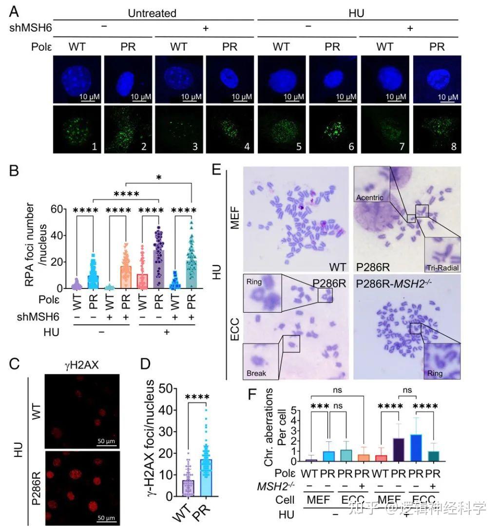 PNAS | 德克萨斯大学西南医学中心张君秋等课题组揭示DNA错配修复蛋白促进复制叉不稳定 - 知乎