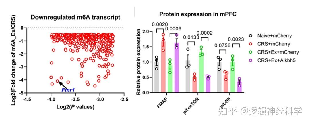 Transl Psychiatry︱暨南大学张力团队揭示运动通过FMRP-mTOR通路发挥抗焦虑效果 - 知乎