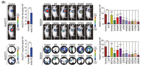 活体成像在肿瘤学研究中数据处理及要求 - 知乎