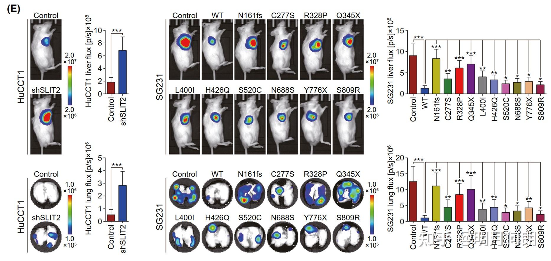 活体成像在肿瘤学研究中数据处理及要求 - 知乎