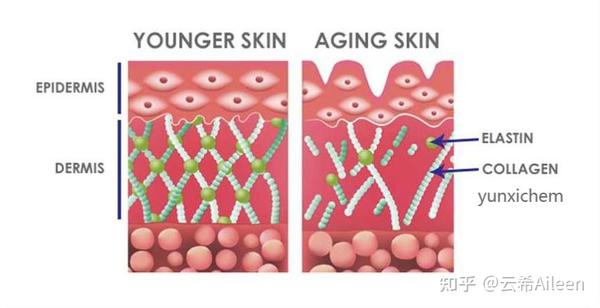 四肽-4 Tetrapeptide-4的多肽应用 - 知乎
