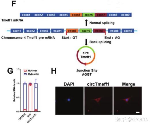 ADV SCI丨上海大学李进和肖俊杰团队解析环状RNA circTmeff1在肌肉萎缩中的机制，提供了全新的治疗靶点 - 知乎