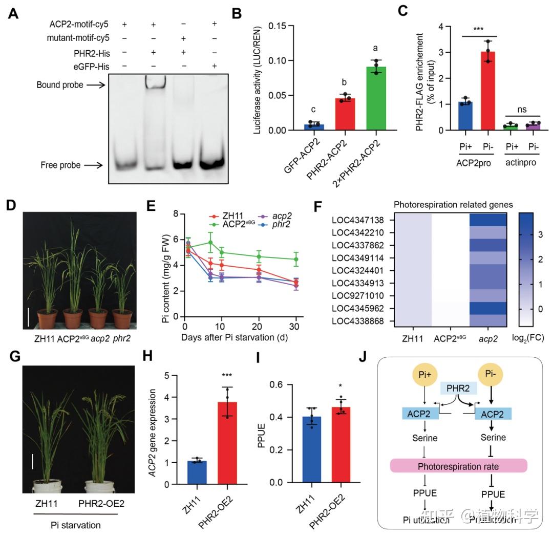 扬州大学曲明南团队揭示水稻碳-磷协同调控的新机制 - 知乎