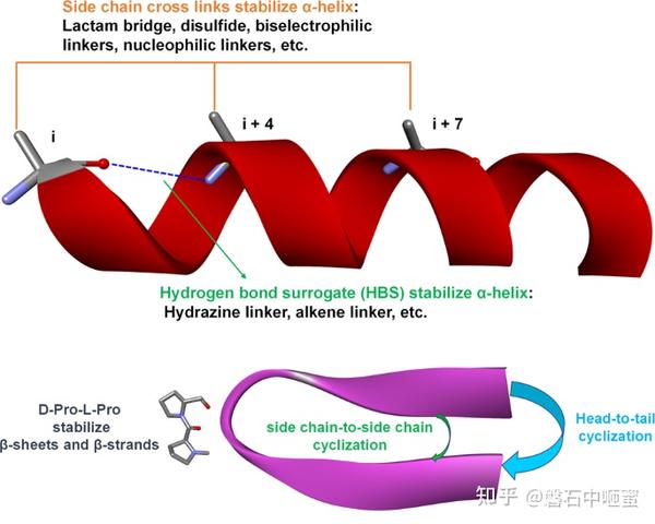 治疗性肽：当前应用和未来方向 - 知乎