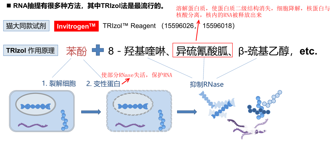 实验干货 | Trizol法提取RNA的实验操作指南 - 知乎
