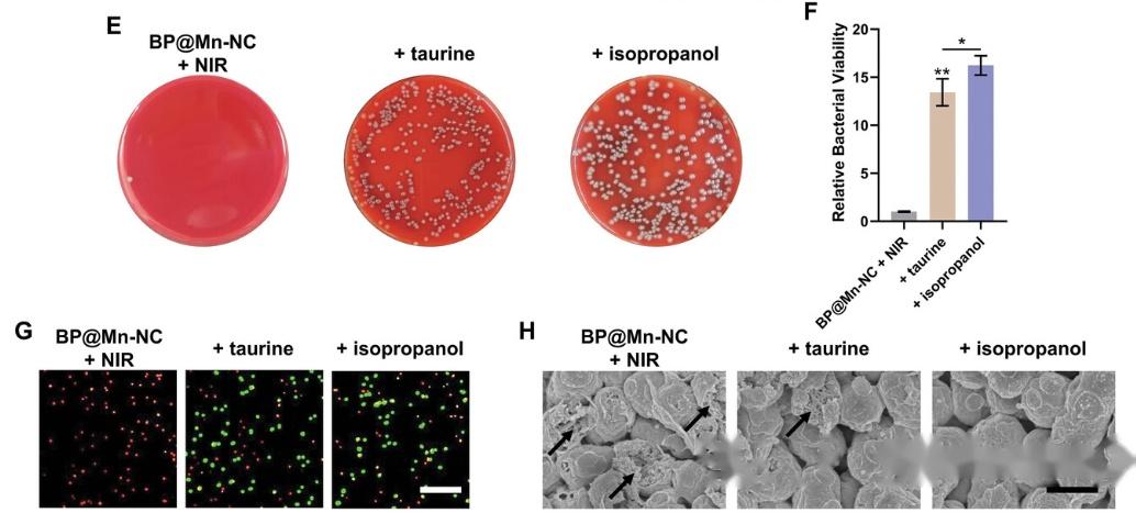 【Adv.Sci】黑磷/MnO2纳米复合材料破坏细菌耐热性，实现高效的温和温度光热疗法 - 知乎