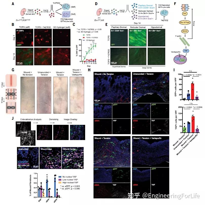 Science:抑制成纤维细胞Engrailed-1表达实现无痕化愈合 - 知乎