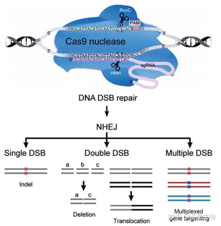 CRISPR/Cas9基因敲除技术 - 知乎