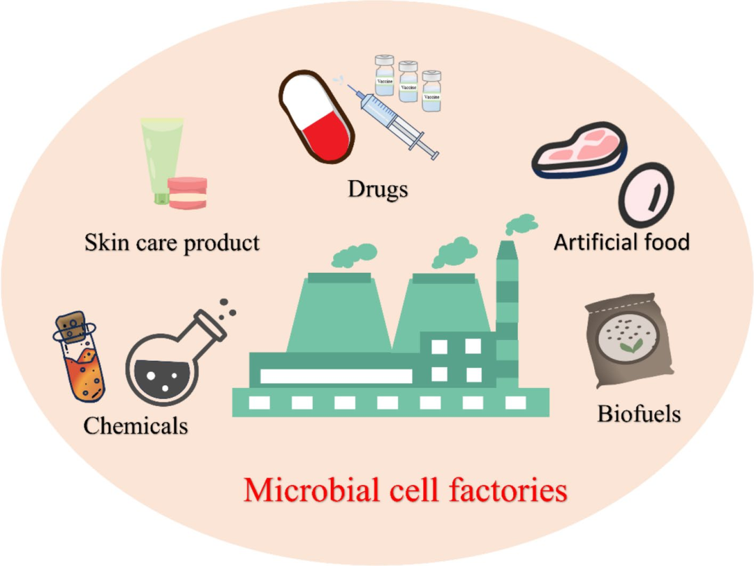 欣推荐 | Appl. Biochem. Biotechnol.：机器学习赋能微生物细胞工厂的全面回顾 - 知乎