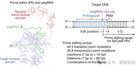 基因编辑之Prime editor的进阶历程 - 知乎