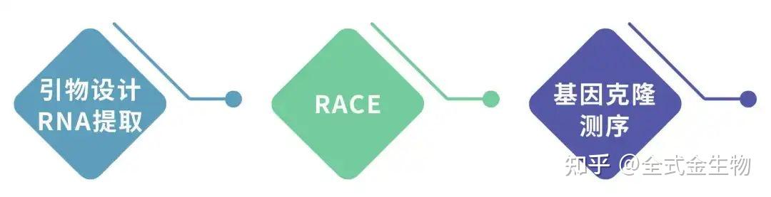 cDNA全长扩增，RACE技术了解一下 - 知乎