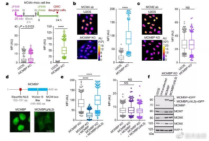 Nature | 解决MCM悖论及其对癌症的意义 - 知乎