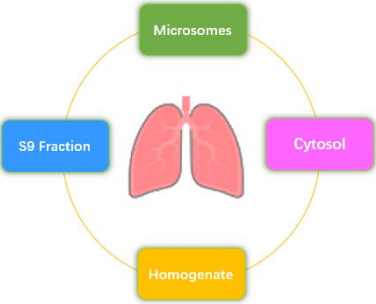 ADME系列—肺代谢与药物研发 - 知乎